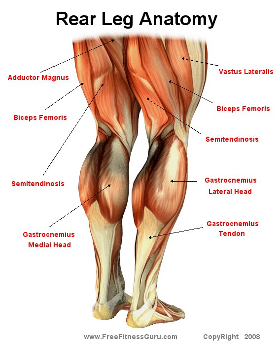 FreeFitnessGuru Rear Leg Anatomy FreeFitnessGuru Rear Leg Anatomy